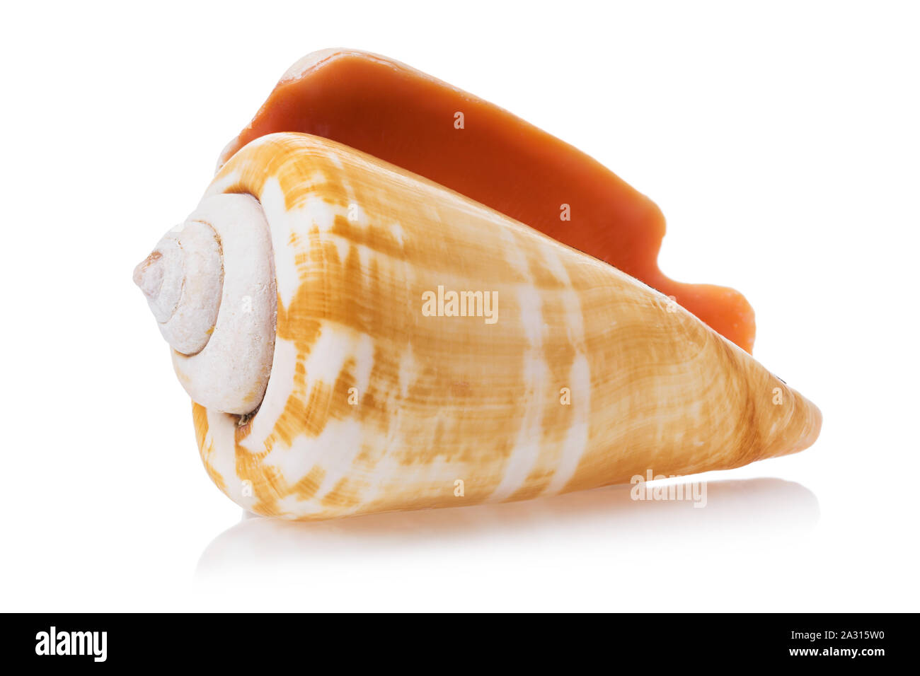 Cone shaped shell hi-res stock photography and images - Alamy