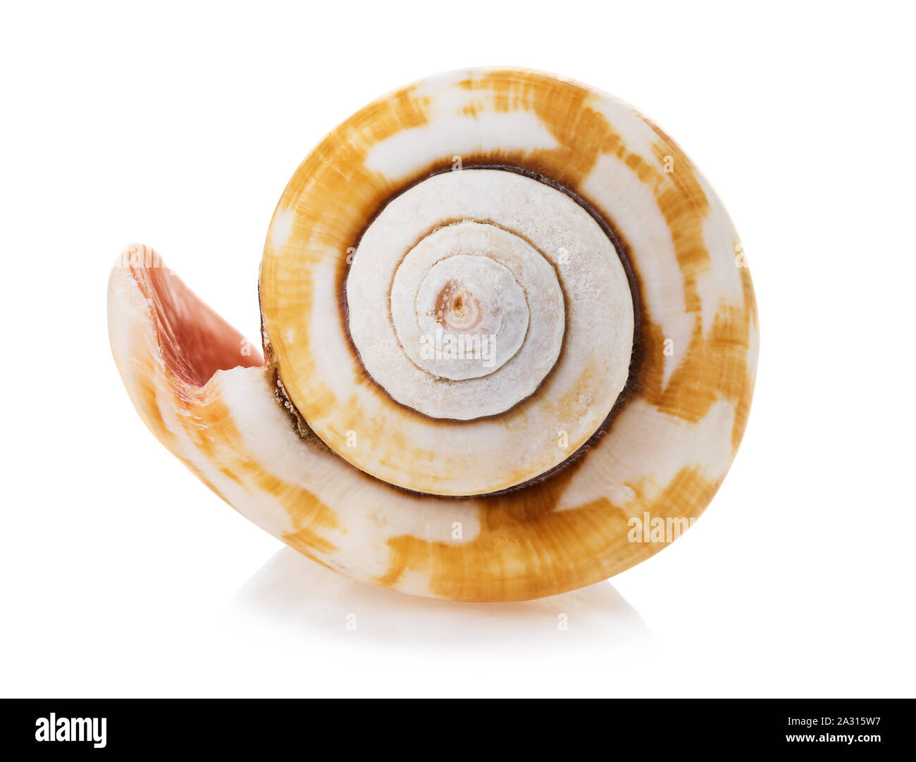 Spiral-shaped sea shell insulated on white background Stock Photo - Alamy