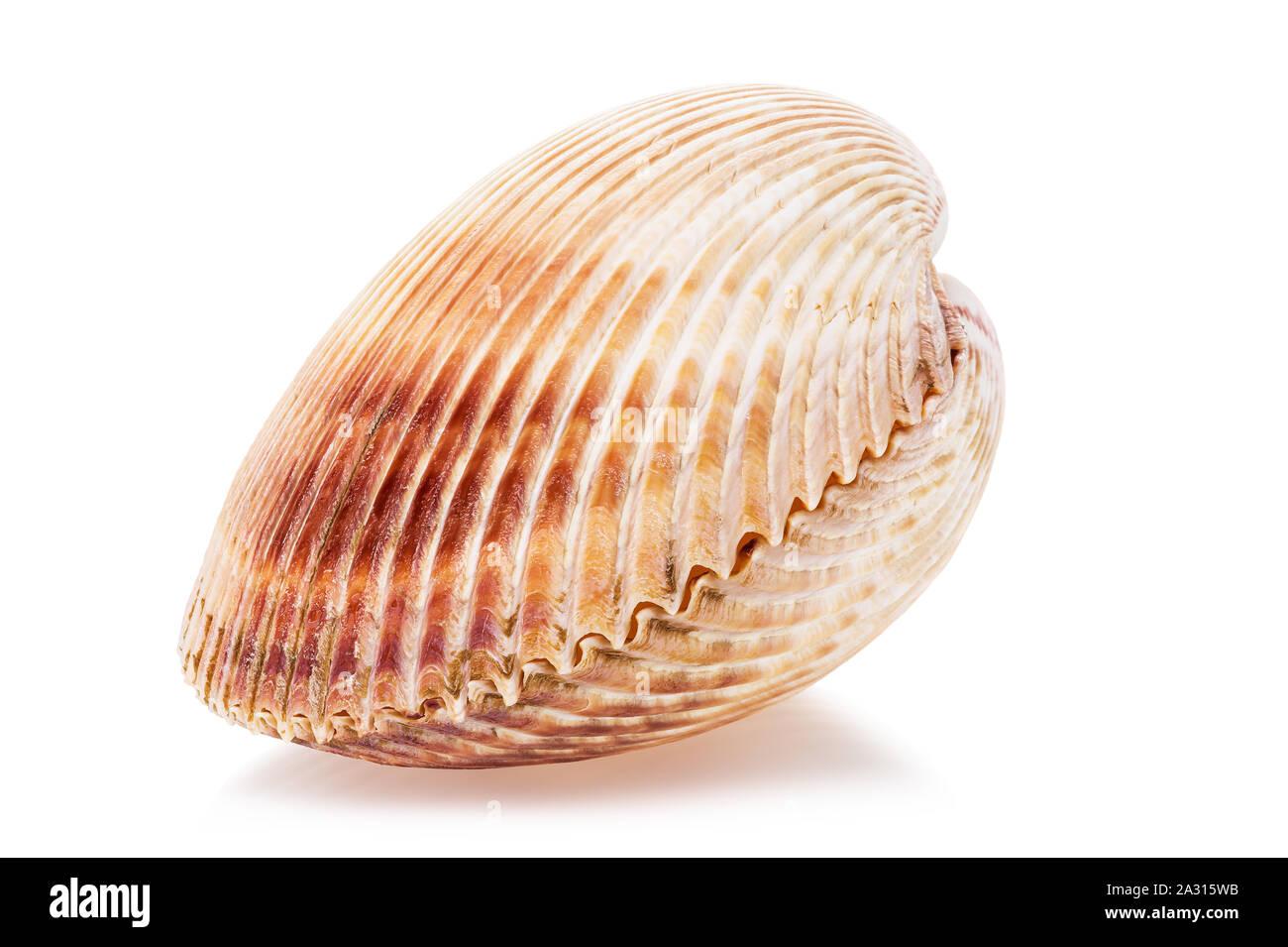 Large bivalve seashell isolated on white background Stock Photo - Alamy