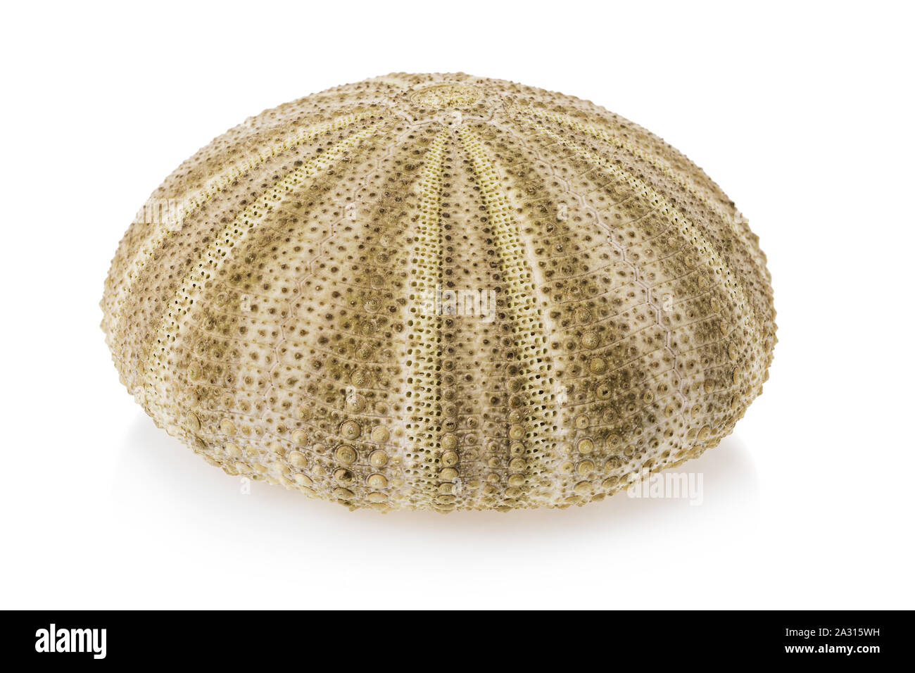 Sea urchin shell hi-res stock photography and images - Alamy