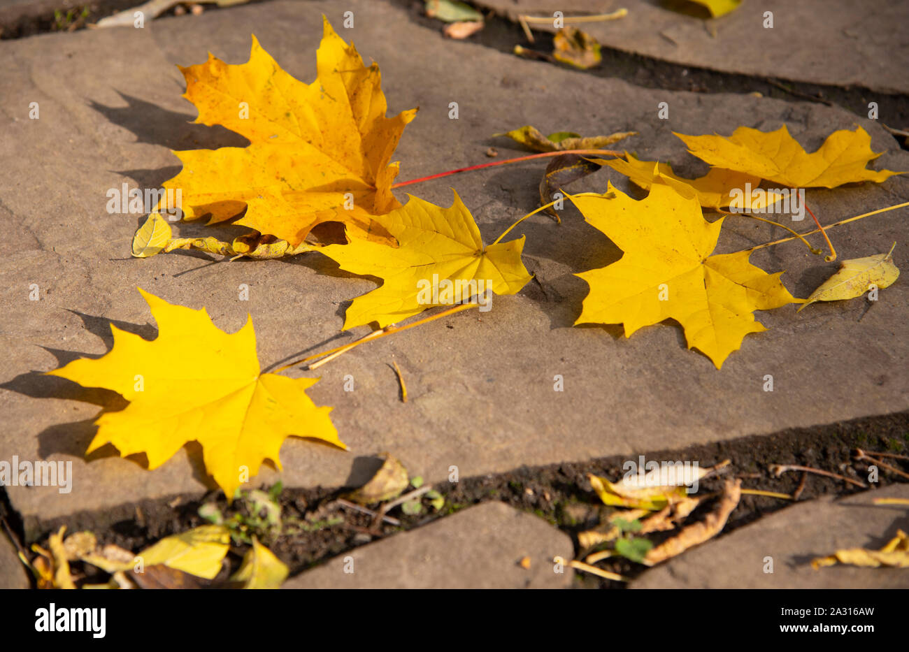 Maple autumn leaves on a broken tile under the rays of the sun Stock ...