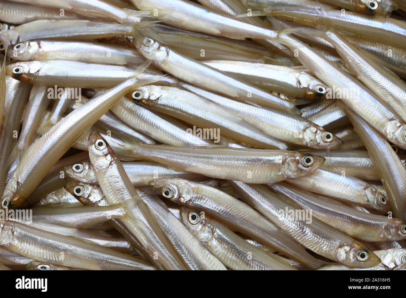 fresh whitebait, japanese smelt, wakasagi Stock Photo - Alamy