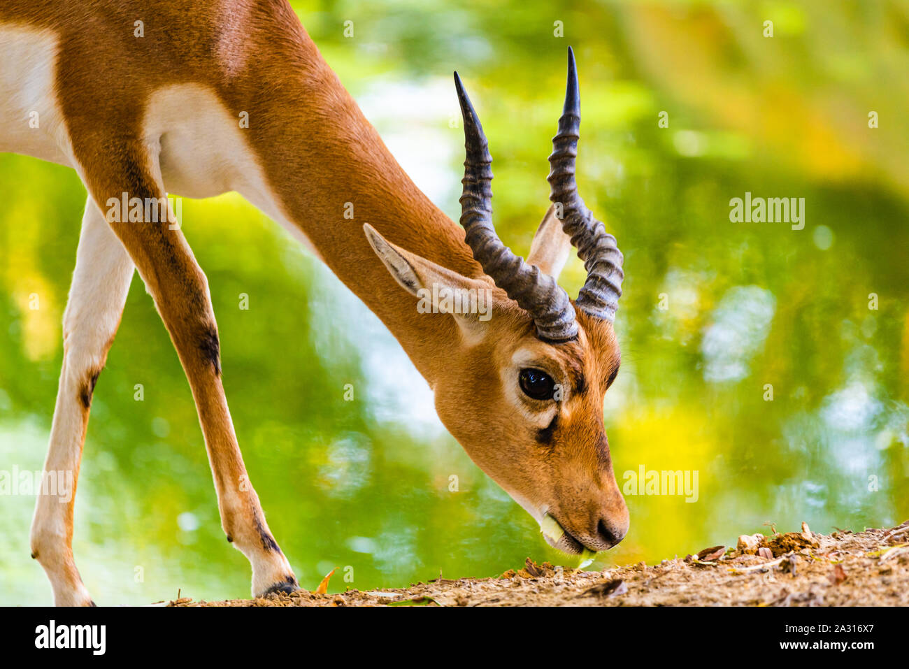 Mating antelope hi-res stock photography and images - Alamy