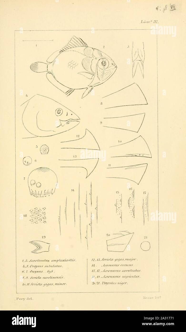 Piscium hi-res stock photography and images - Alamy