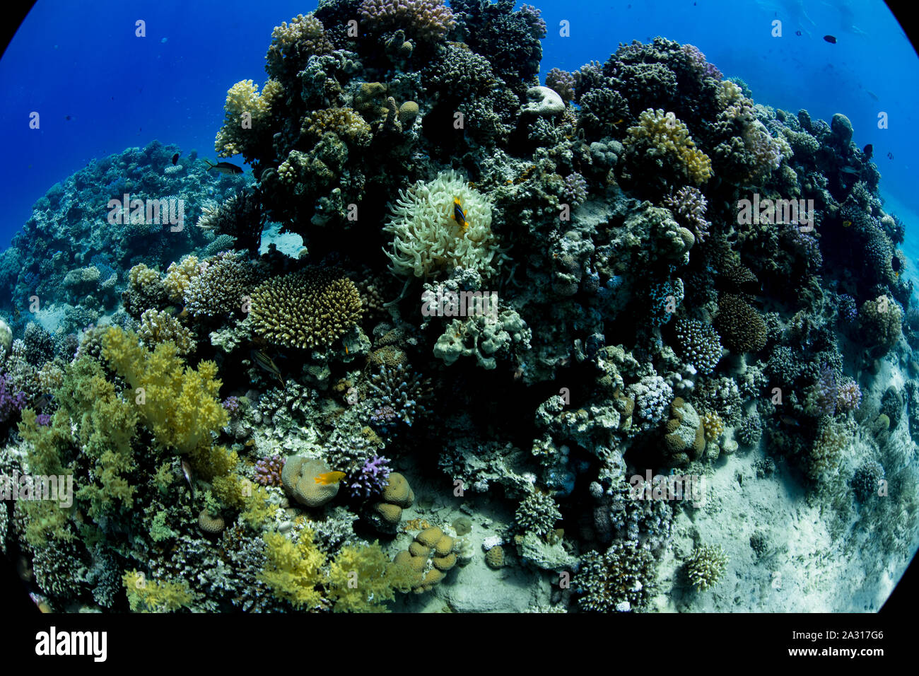 Coral reef underwater structure hi-res stock photography and images - Alamy