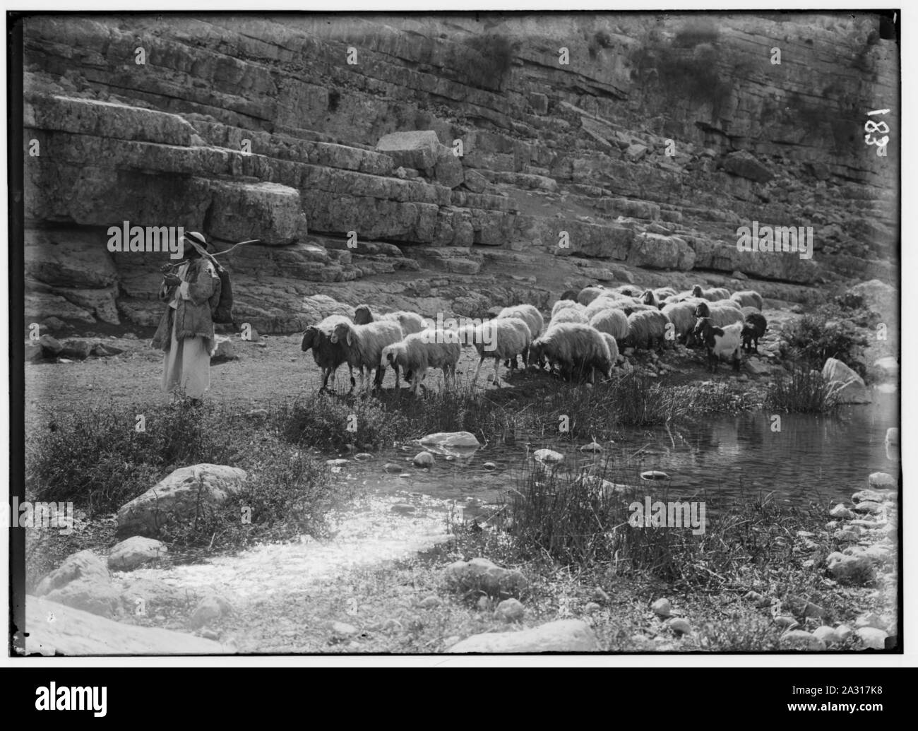 Environs of Jerusalem. Ain Farah, scene of 23rd Psalm Stock Photo - Alamy