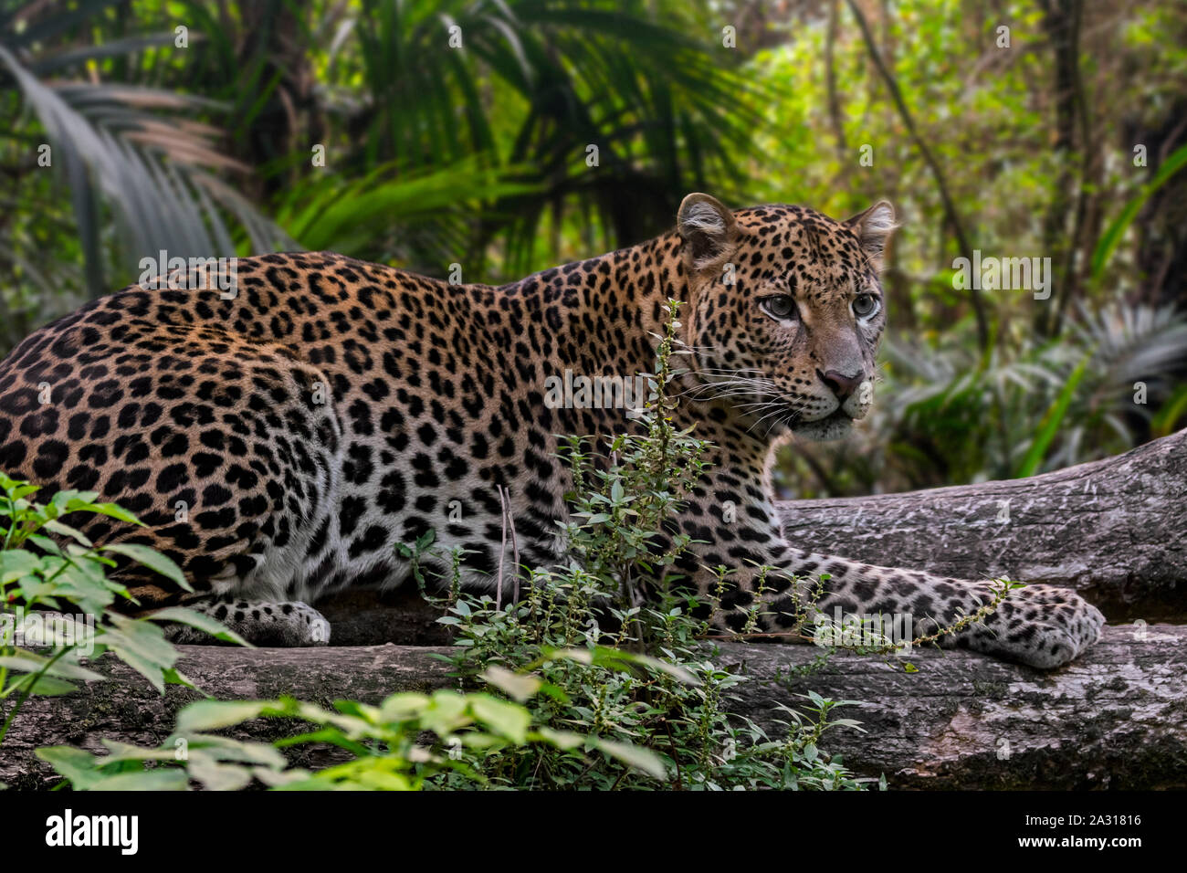 Javan leopard (Panthera pardus melas) resting on fallen tree trunk in ...