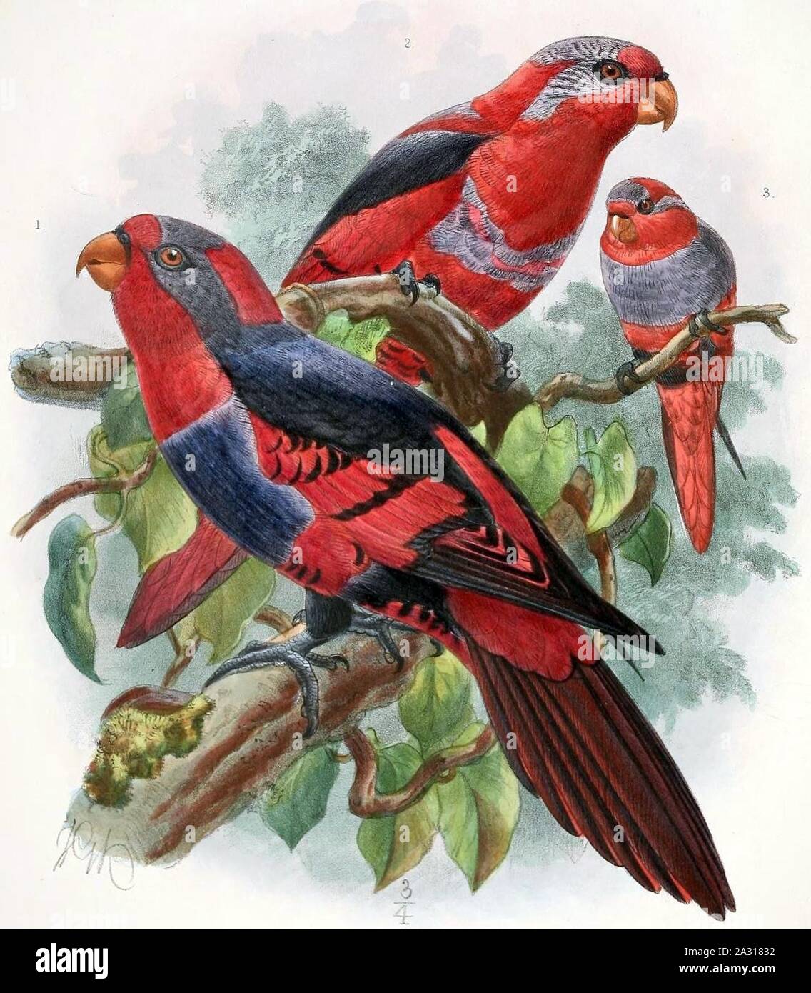 Eos histrio histrio Stock Photo - Alamy