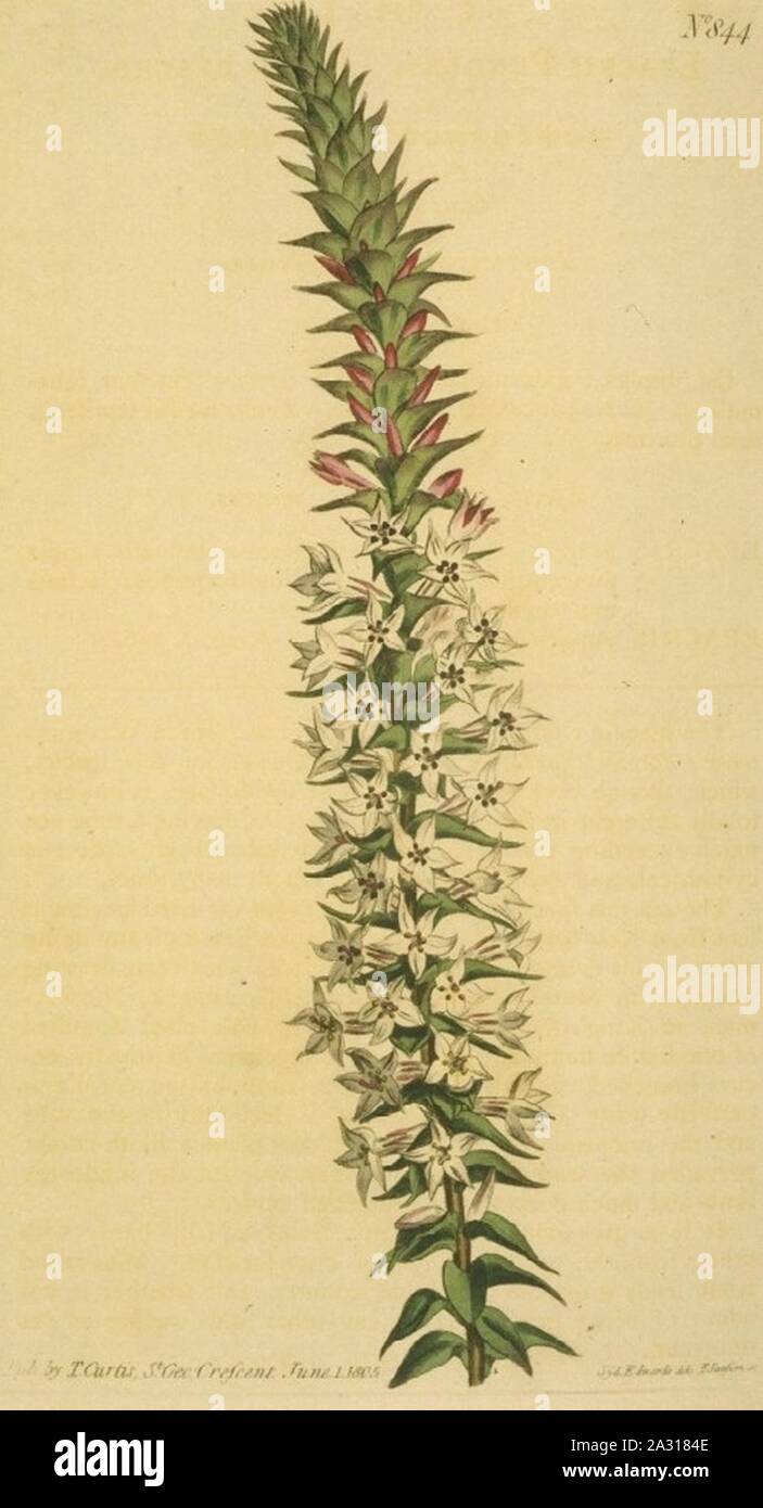 Epacris purpurascens (Edwards Stock Photo - Alamy