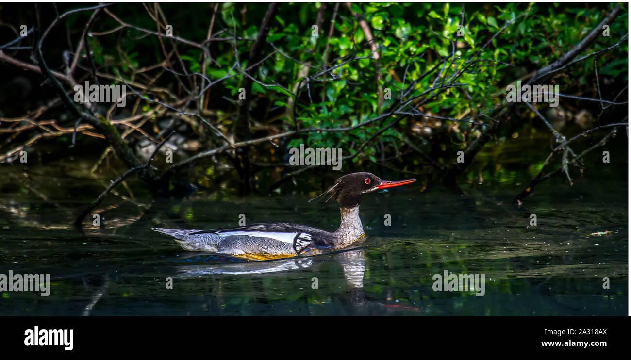 Duck Red-breasted merganser (Mergus serrator, male) in breeding plumage ...