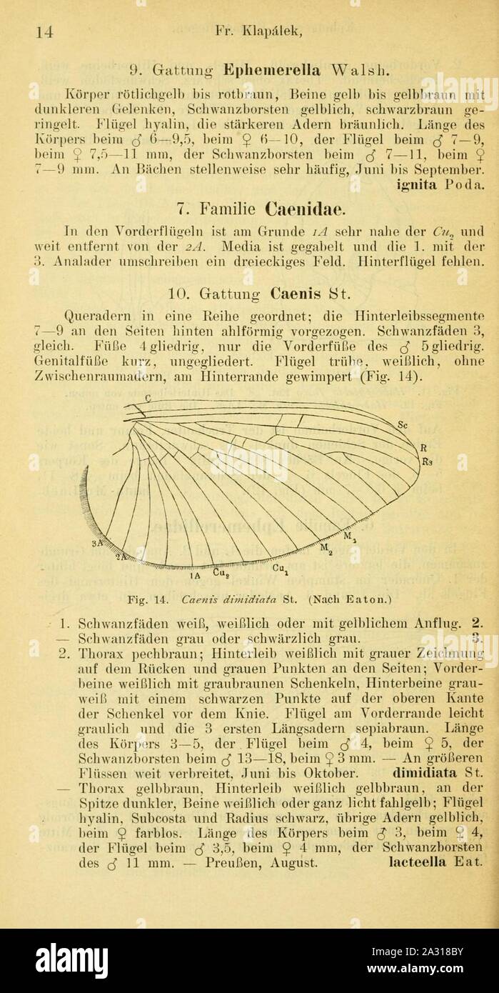 Ephemerida, Plecoptera, Lepidoptera (Page 14 Stock Photo - Alamy