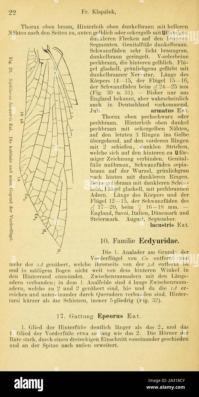 Ephemerida, Plecoptera, Lepidoptera (Page 22 Stock Photo - Alamy