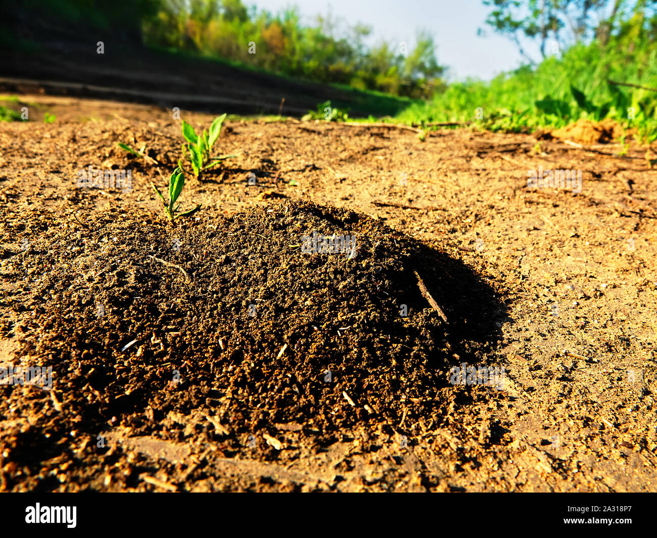 Earth ants (Lasius) the entrance to anthill from beautiful heaps of ...