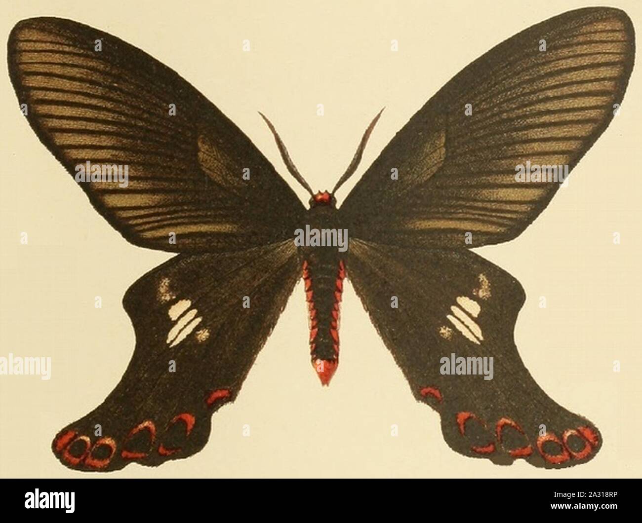 Epicopeia polydora hi-res stock photography and images - Alamy