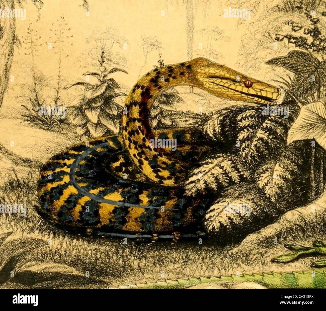 Epicrates inornatus hi-res stock photography and images - Alamy