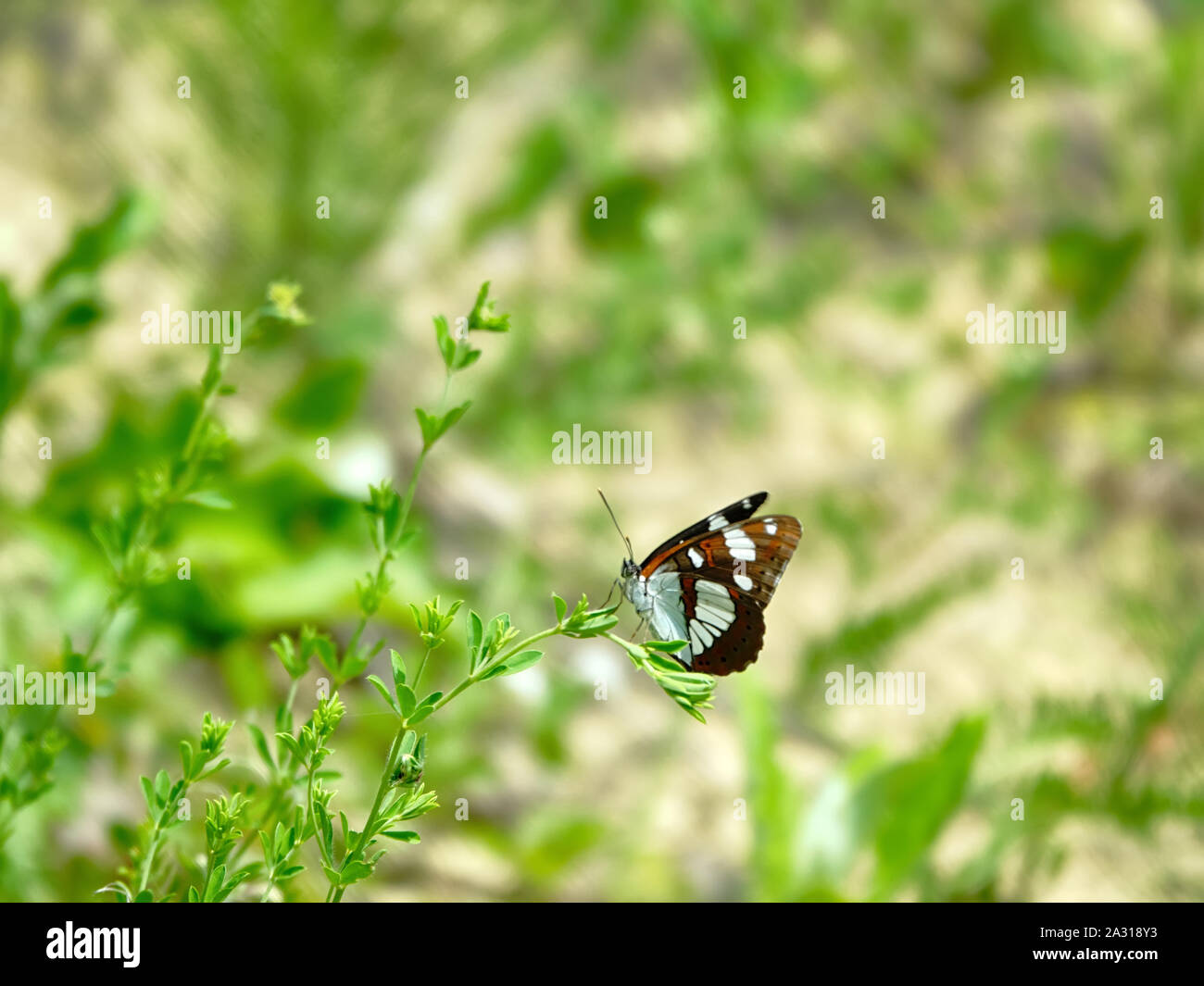 butterfly Neptis sp. or Limenitis sp. mating dance. Valley of river ...