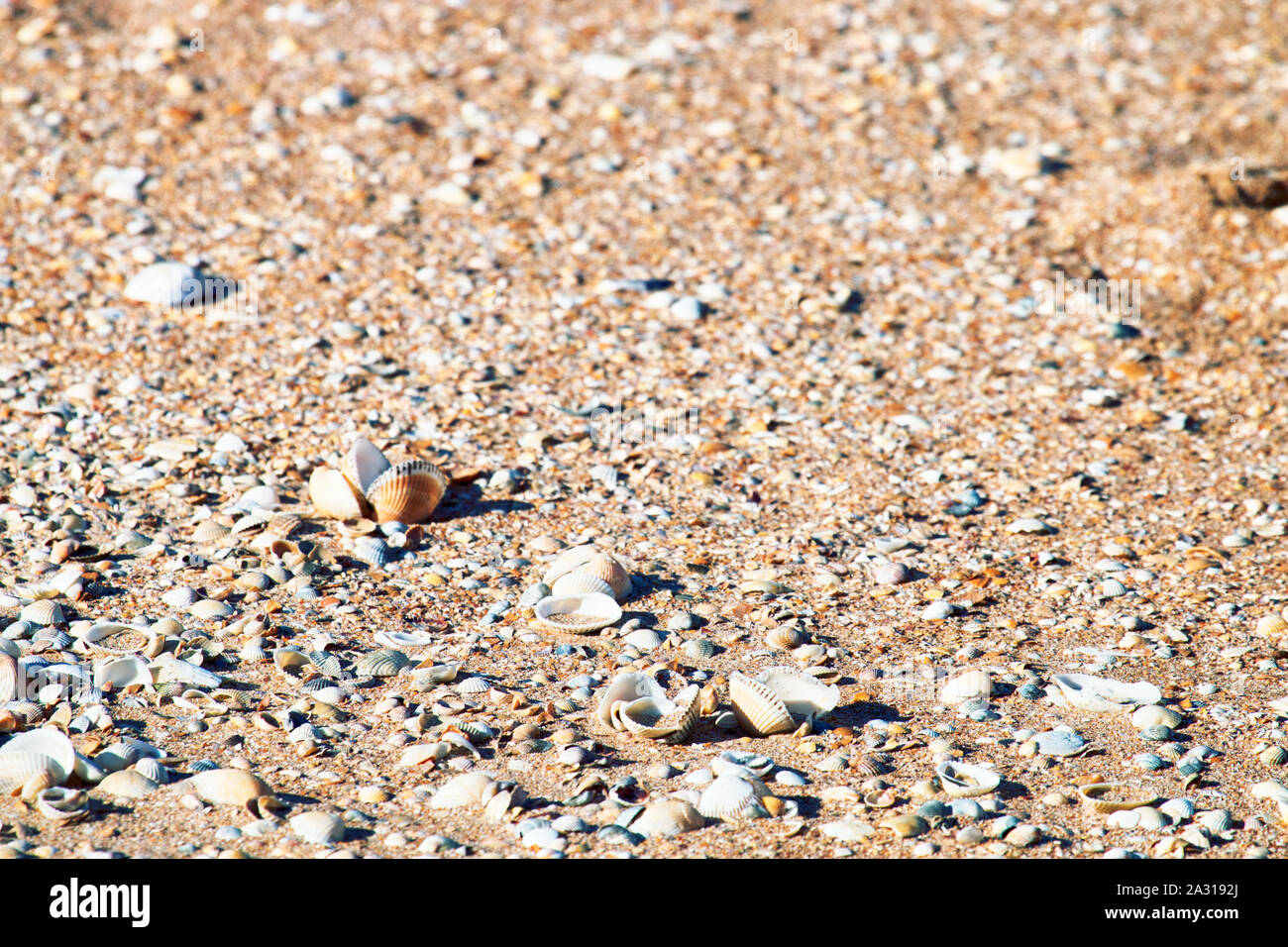shell beach on the sea, coquina bed, cockle (Cardium Stock Photo - Alamy