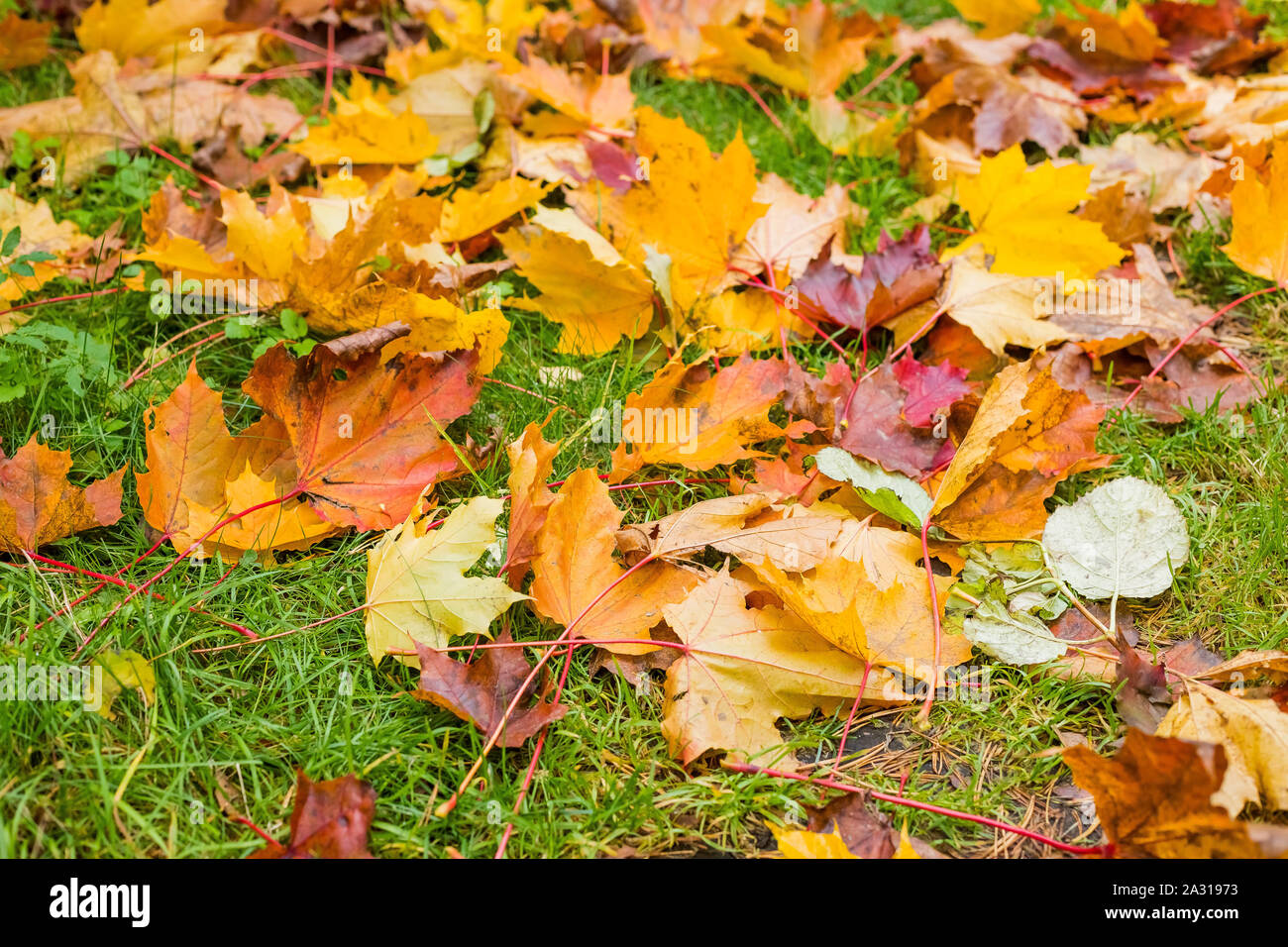 Forest turns fallen leaves hi-res stock photography and images - Alamy