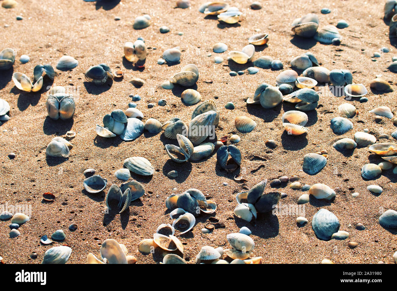 shell beach on the sea, coquina bed, cockle (Cardium Stock Photo - Alamy