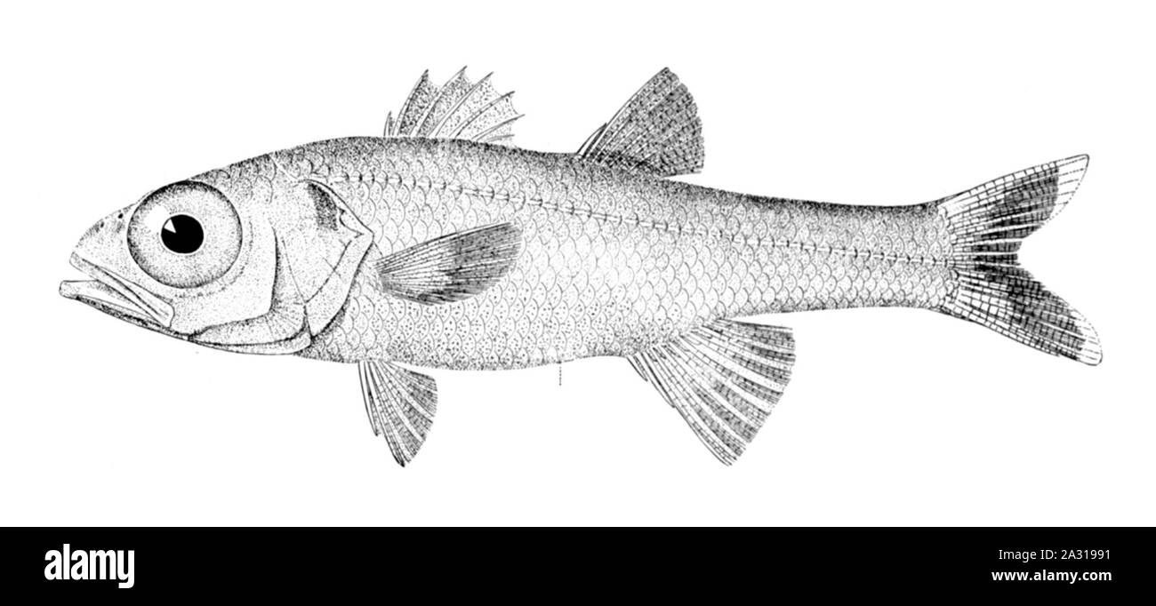 Epigonus hi-res stock photography and images - Alamy