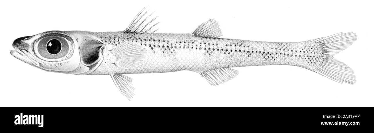 Atherinoides hi-res stock photography and images - Alamy