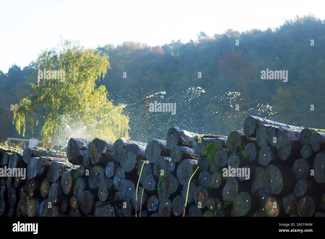 Lumberyard, depot for primary conversion. Water pile of logs. Sprinkler ...