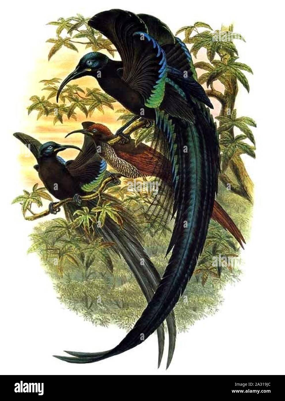 Epimachus fastuosus by Bowdler Sharpe Stock Photo - Alamy