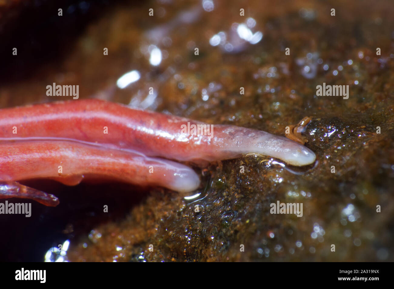 The fingers on the paw of a frog (frog legs) - like alien tentacles ...