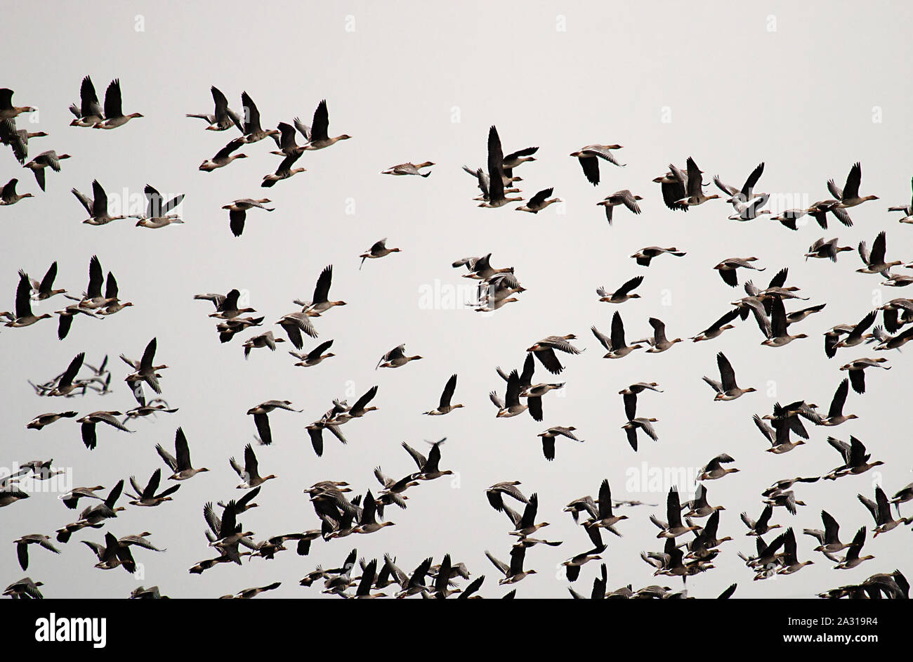 Laughing goose hi-res stock photography and images - Alamy