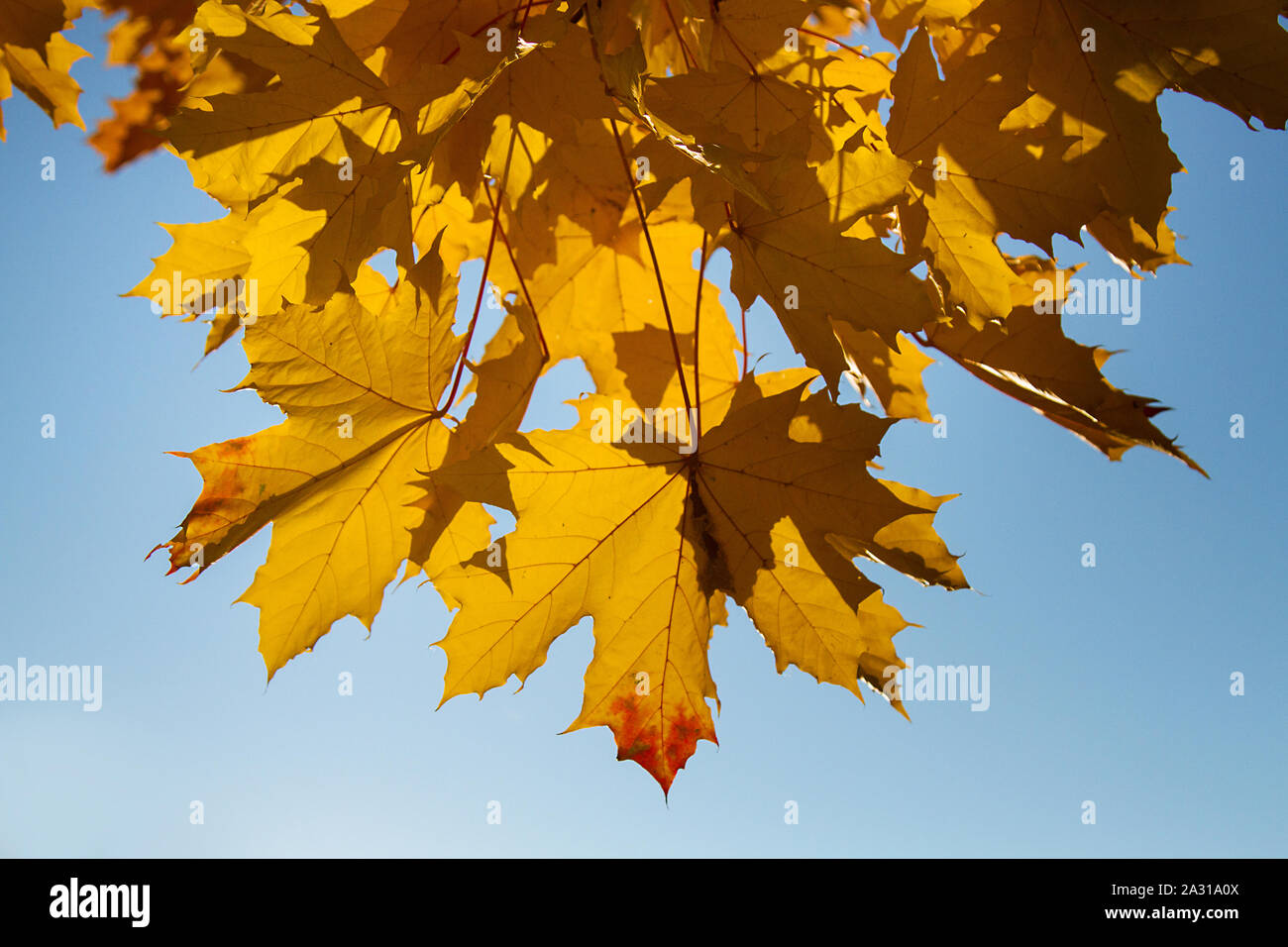 Autumn maple tree with bright orange foliage Stock Photo - Alamy