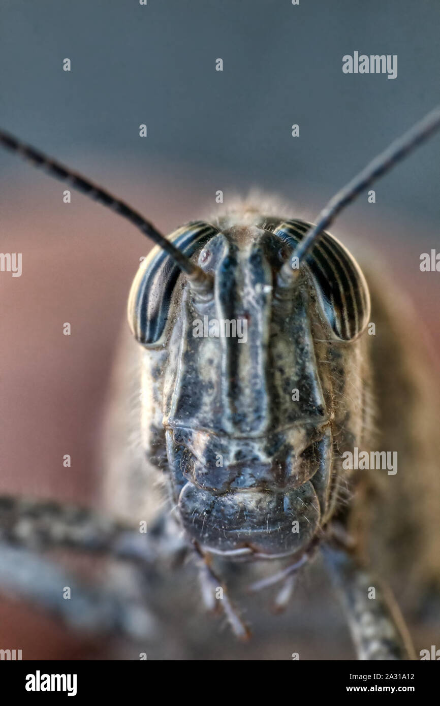 The alien appearance of the locust. Macro front of grasshopper head ...