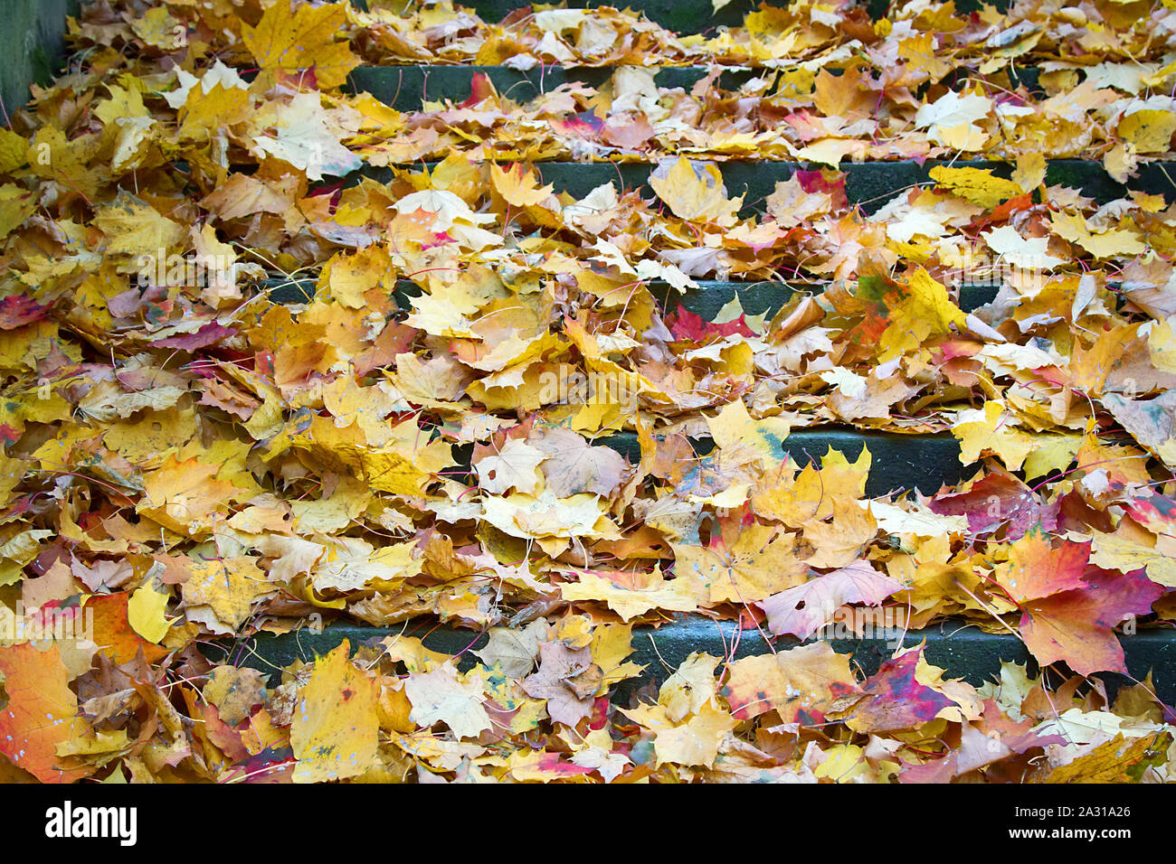 Yellow leaves covered the steps of the Park stairs, stone stairway ...