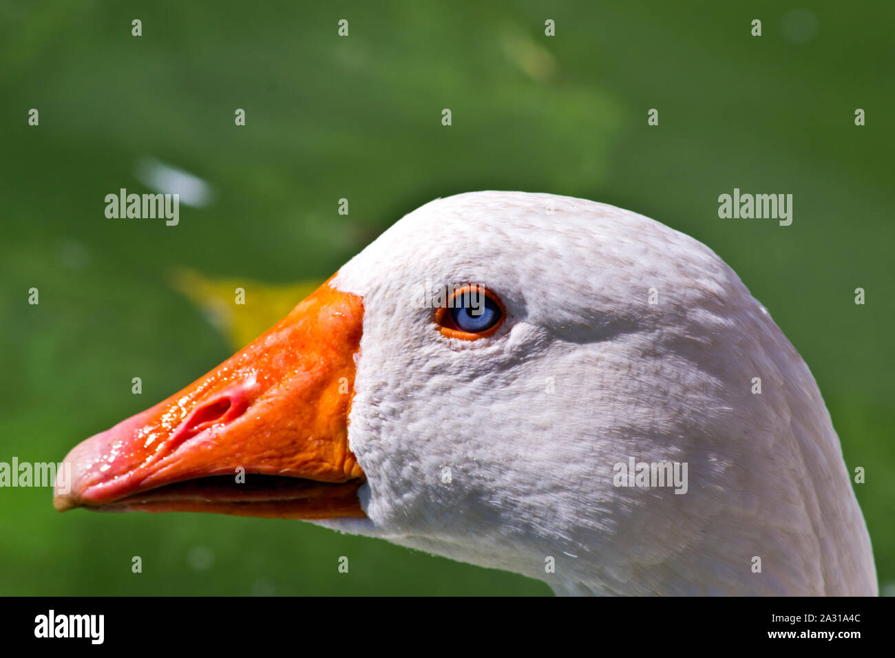 The portrait of a blue eyes goose Stock Photo - Alamy