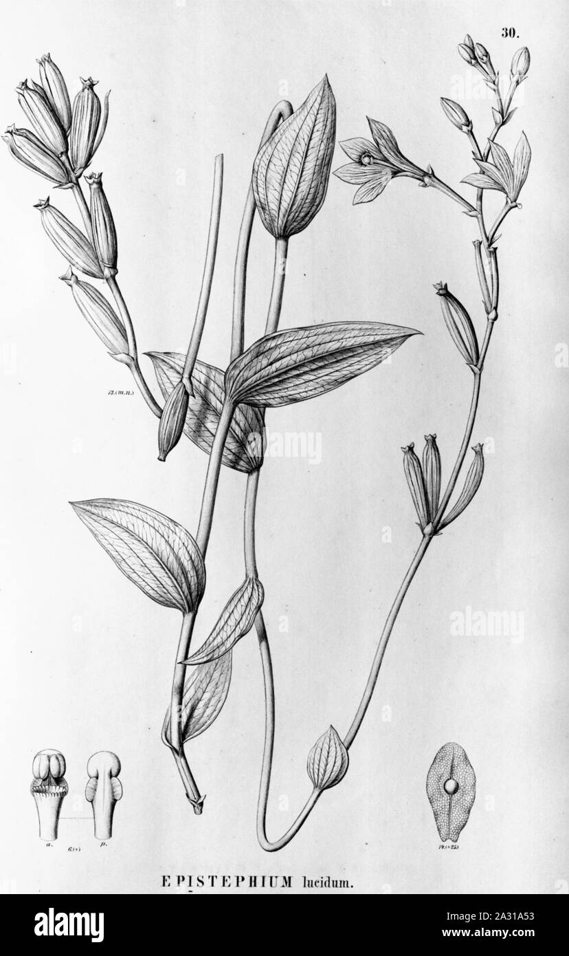 Epistephium lucidum - Flora Brasiliensis 3-4-30 Stock Photo - Alamy