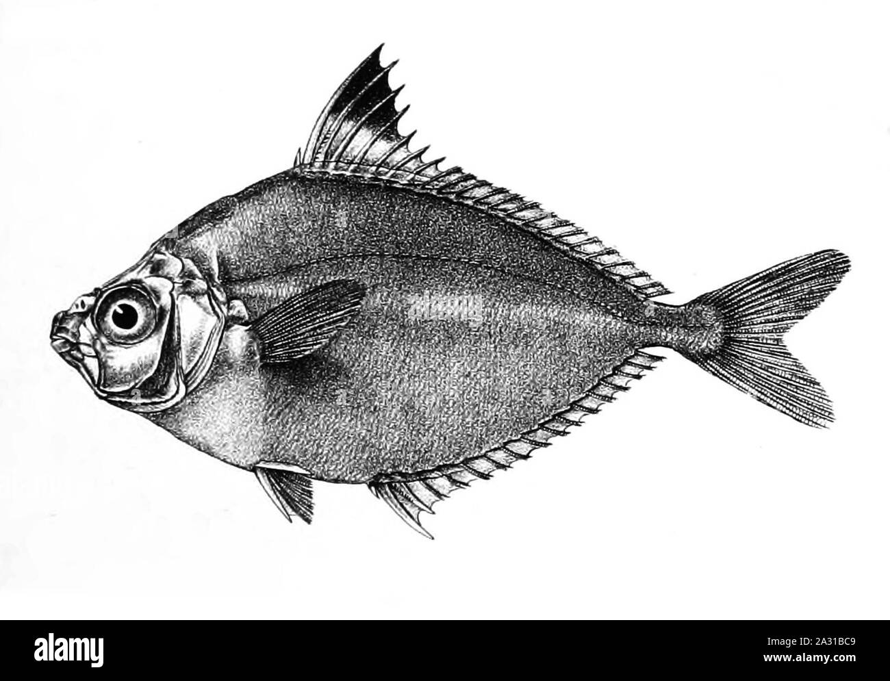 Daura hi-res stock photography and images - Alamy