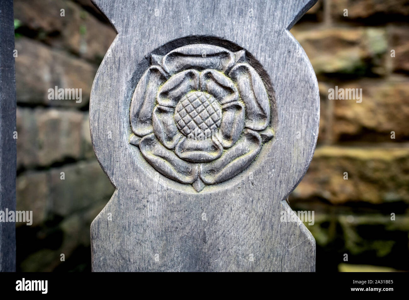 White rose of yorkshire hi-res stock photography and images - Alamy