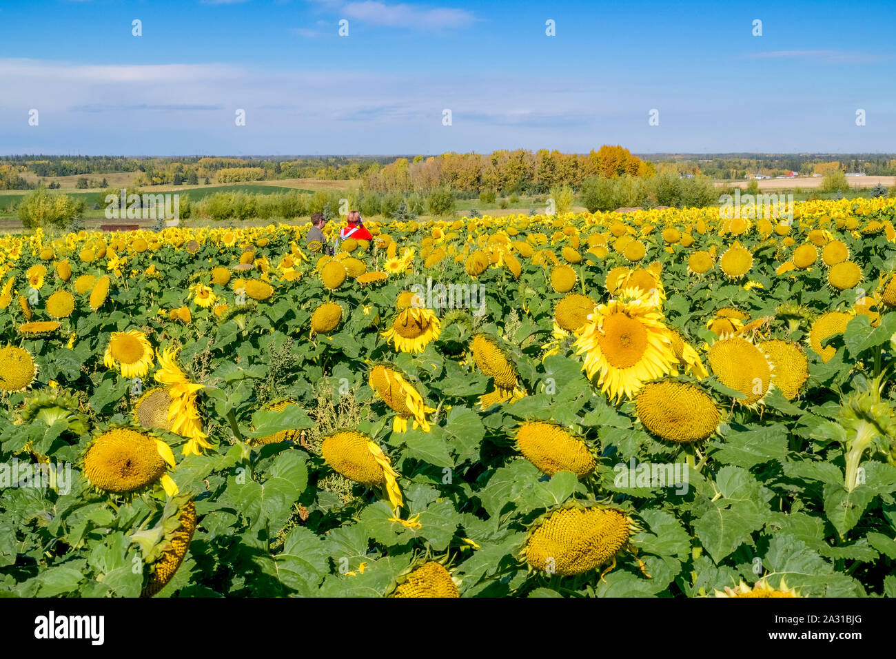 Field of Sunflowers, Bowden, Alberta, Canada Stock Photo - Alamy