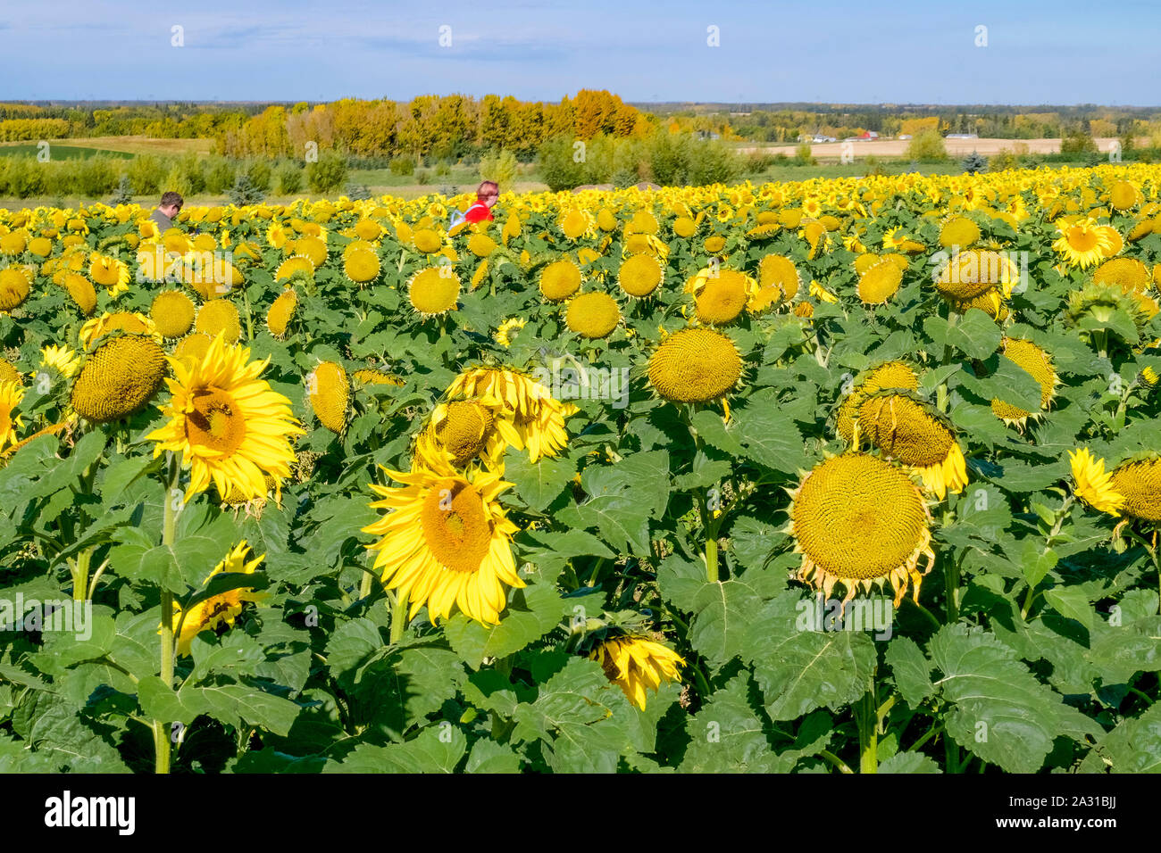 Field of Sunflowers, Bowden, Alberta, Canada Stock Photo - Alamy