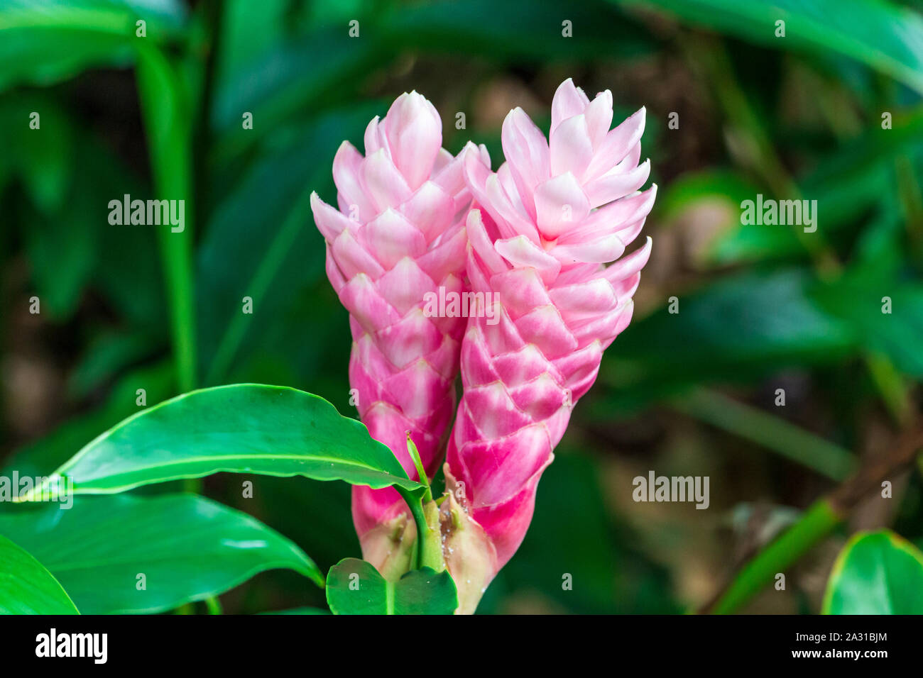 Pink ginger (Alpinia purpurata) closeup - Florida, USA Stock Photo - Alamy