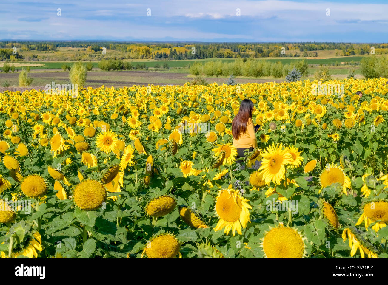 Field of Sunflowers, Bowden, Alberta, Canada Stock Photo - Alamy