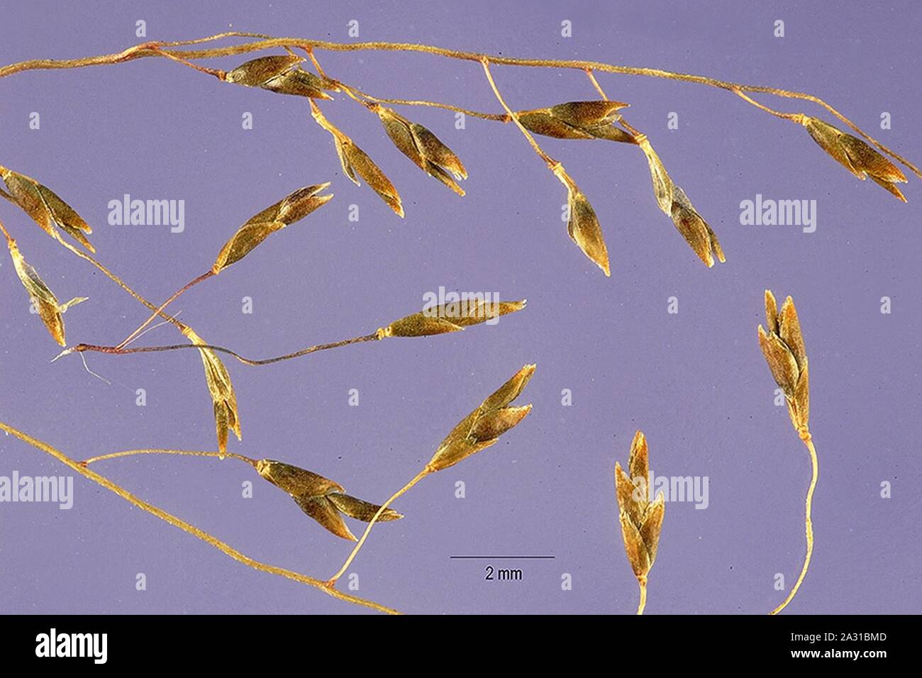 Lugens hi-res stock photography and images - Alamy