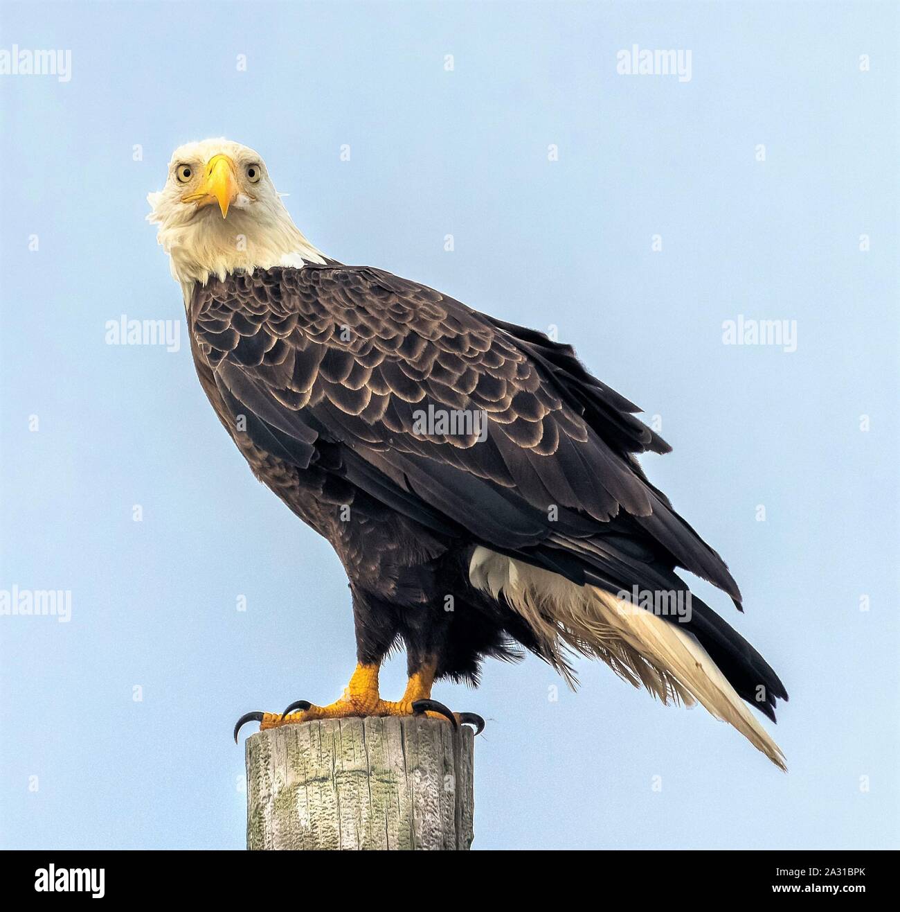 American bald eagle feet hi-res stock photography and images - Alamy