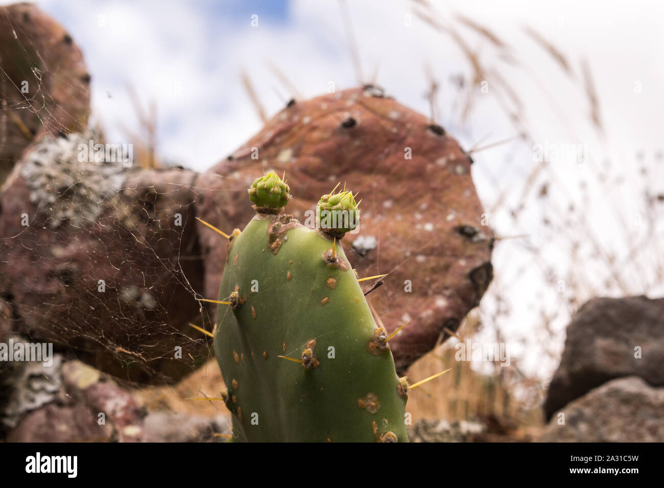 Green leaf of an opuntia cactus with two young leaves. Old dry cactuses ...