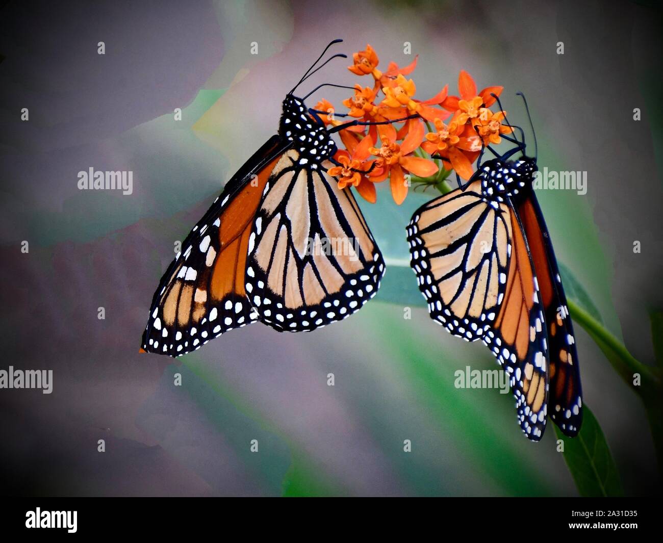 monarch butterfly on a butterfly weed flower Stock Photo - Alamy