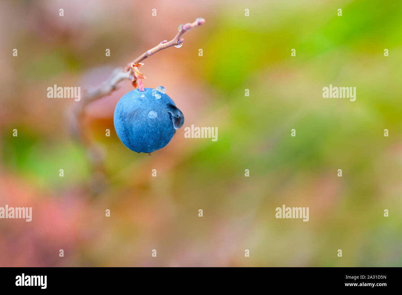 Water Drop On Blueberry High Resolution Stock Photography and Images ...