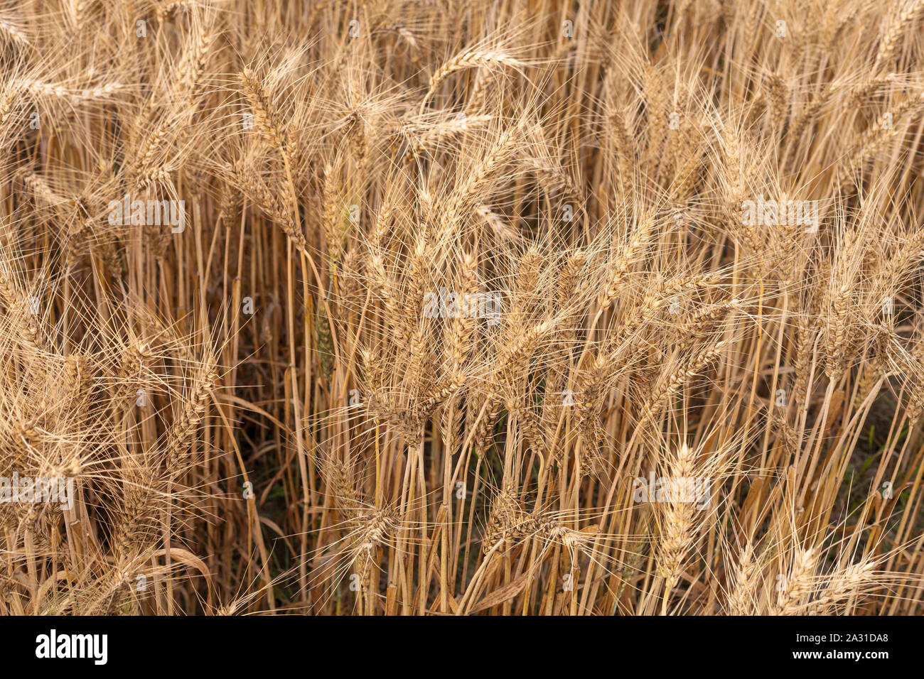 The beauty of a golden barley field illuminated by daylight. The ...
