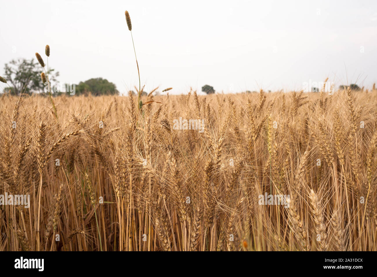 The beauty of a golden barley field illuminated by daylight. The ...
