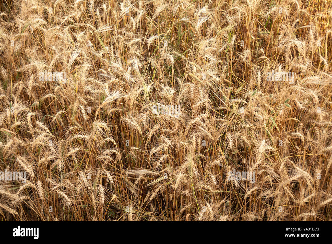 The beauty of a golden barley field illuminated by daylight. The ...