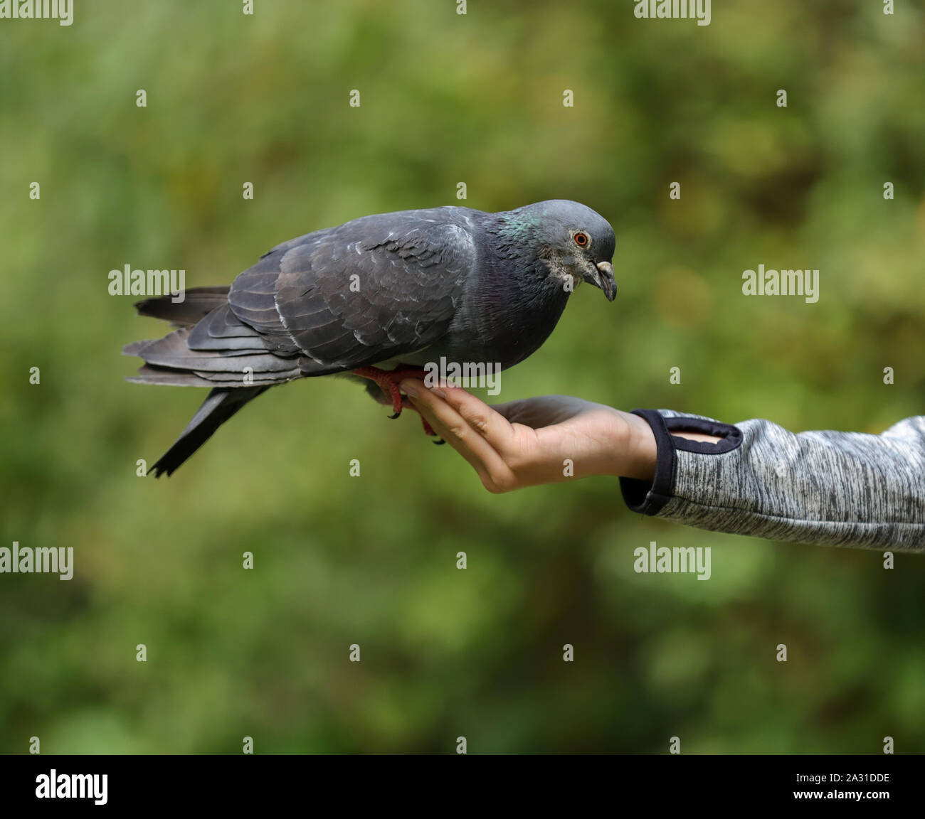 pigeon eating from the hand Stock Photo - Alamy