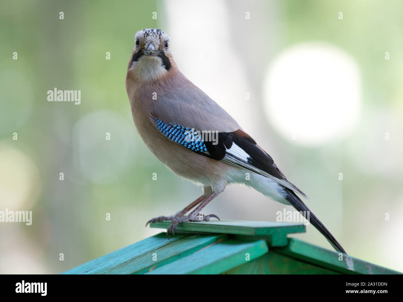 En wikipedia org wiki garrul hi-res stock photography and images - Alamy